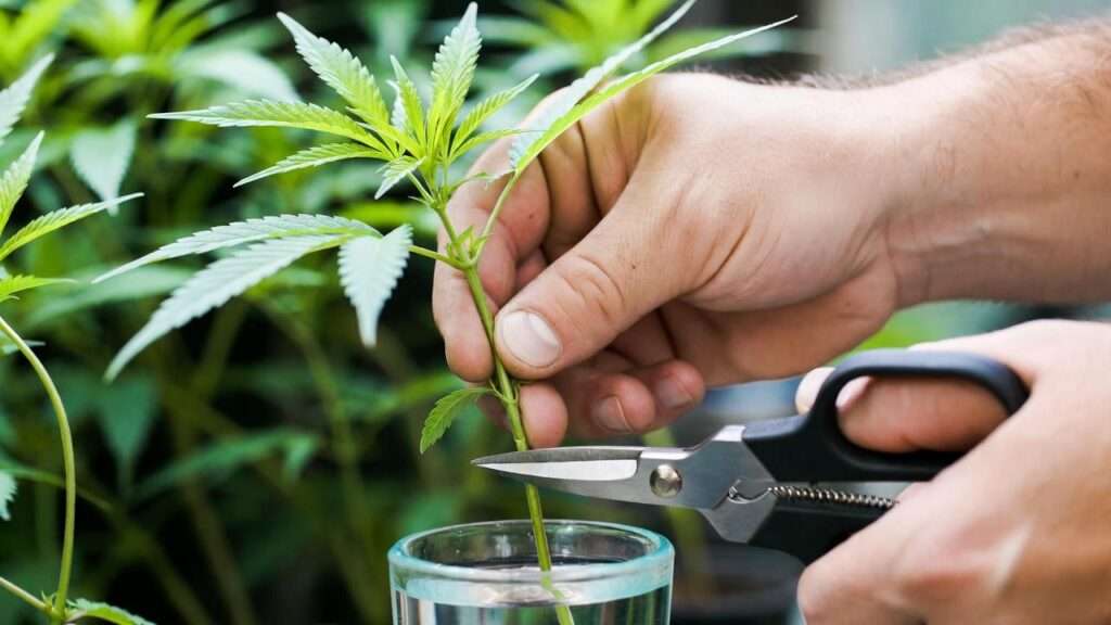 How to Clone Marijuana Plants: Step-by-Step Guide