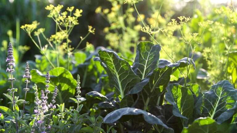 Companion Plants For Collards