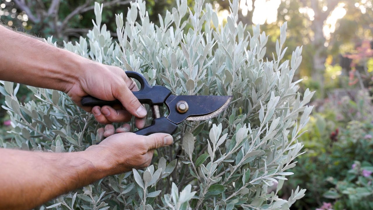Silver Buttonwood Plant: Ultimate Care Guide