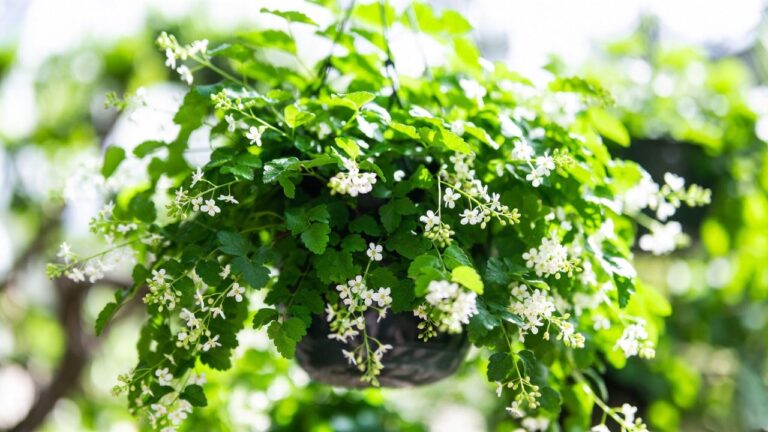 Bridal Veil Plant Spacing: Lush Growth Tips