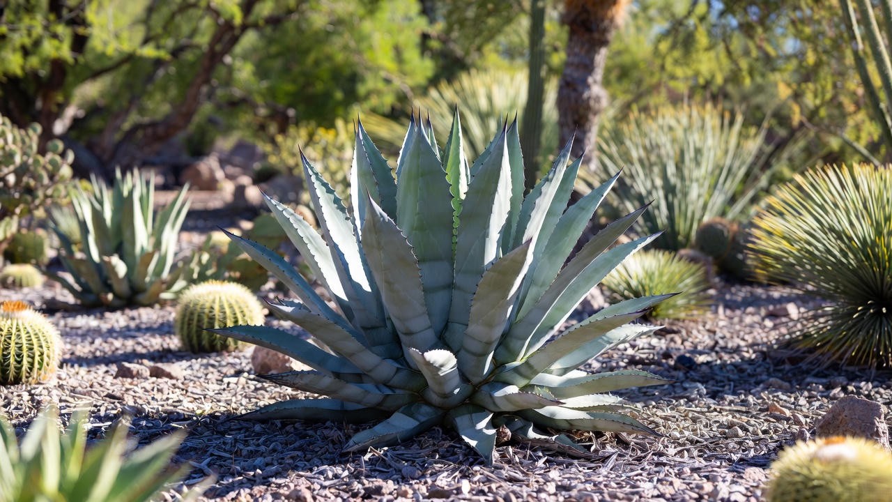 Centennial Plant Care Guide: Grow Agave Successfully