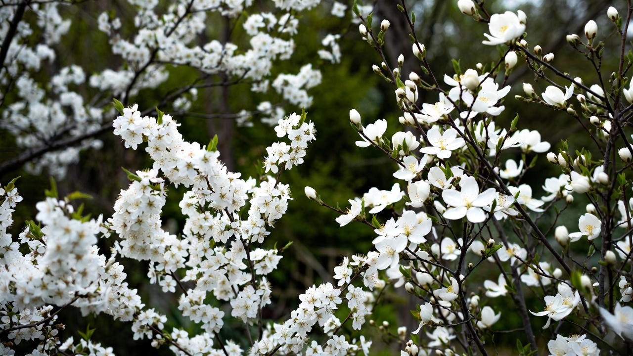 10 Best Early Spring White Flowering Trees for 2025