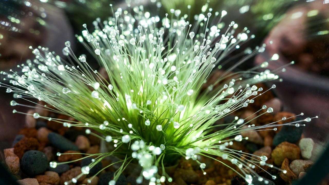 Fiber Optic Grass Plant: Complete Care Guide 2025