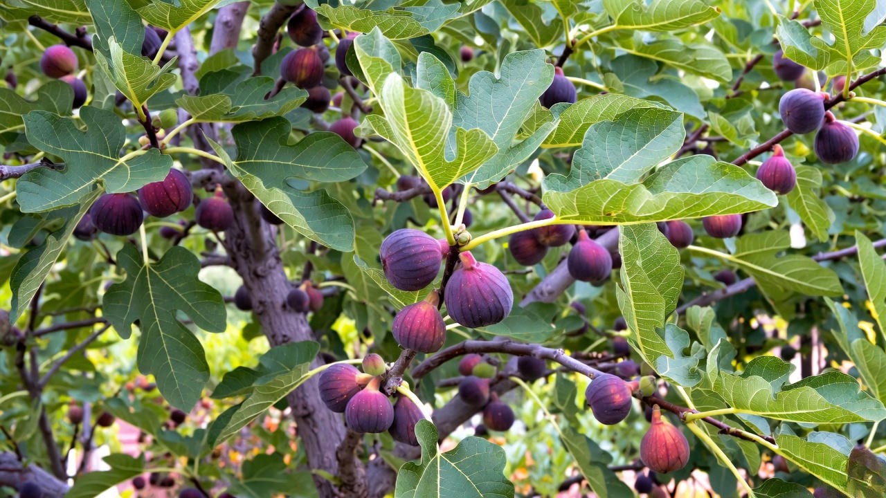Fig Tree How to Grow: Ultimate Beginner's Guide
