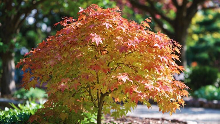 Best Dwarf Japanese Maple Tree Varieties 2025