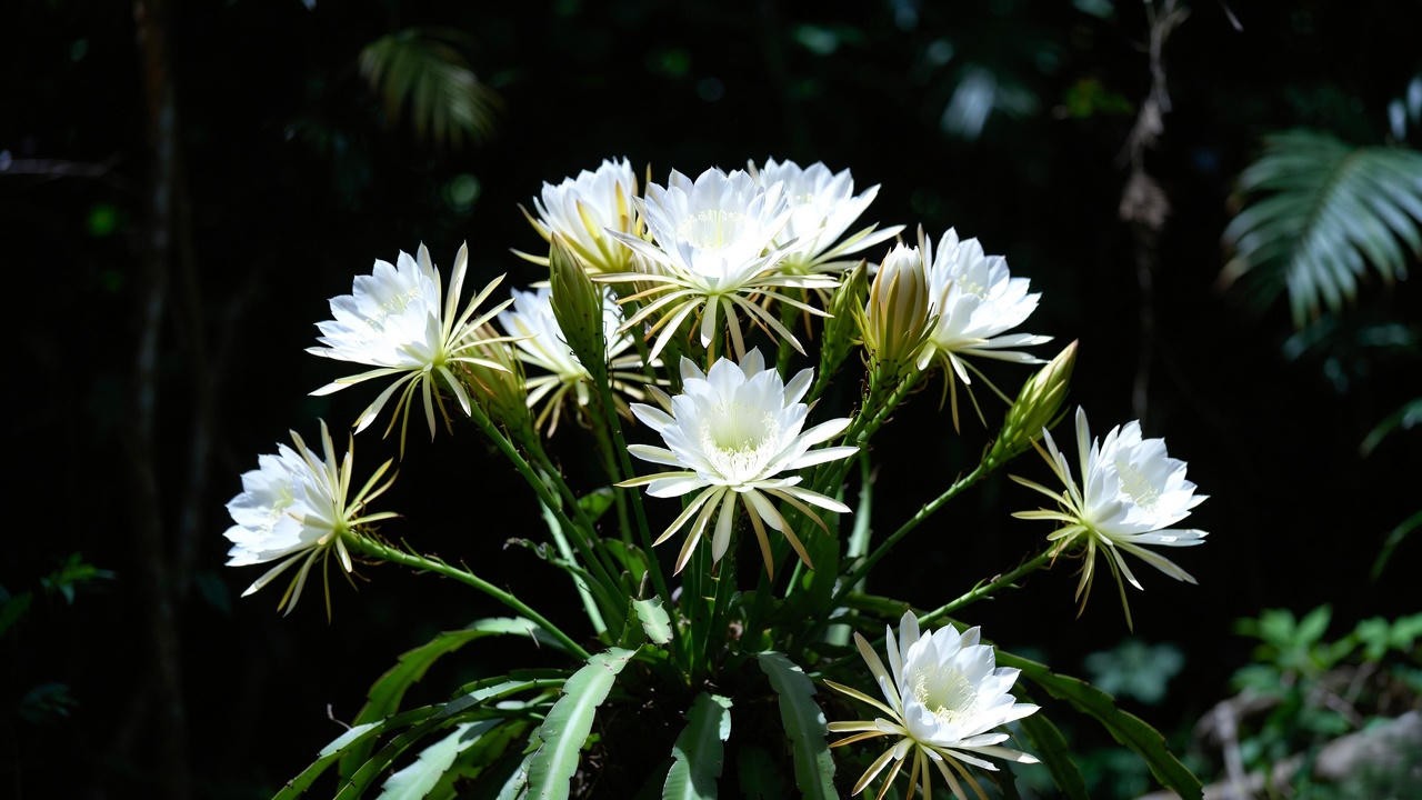Night Blooming Cereus Plant Care Guide