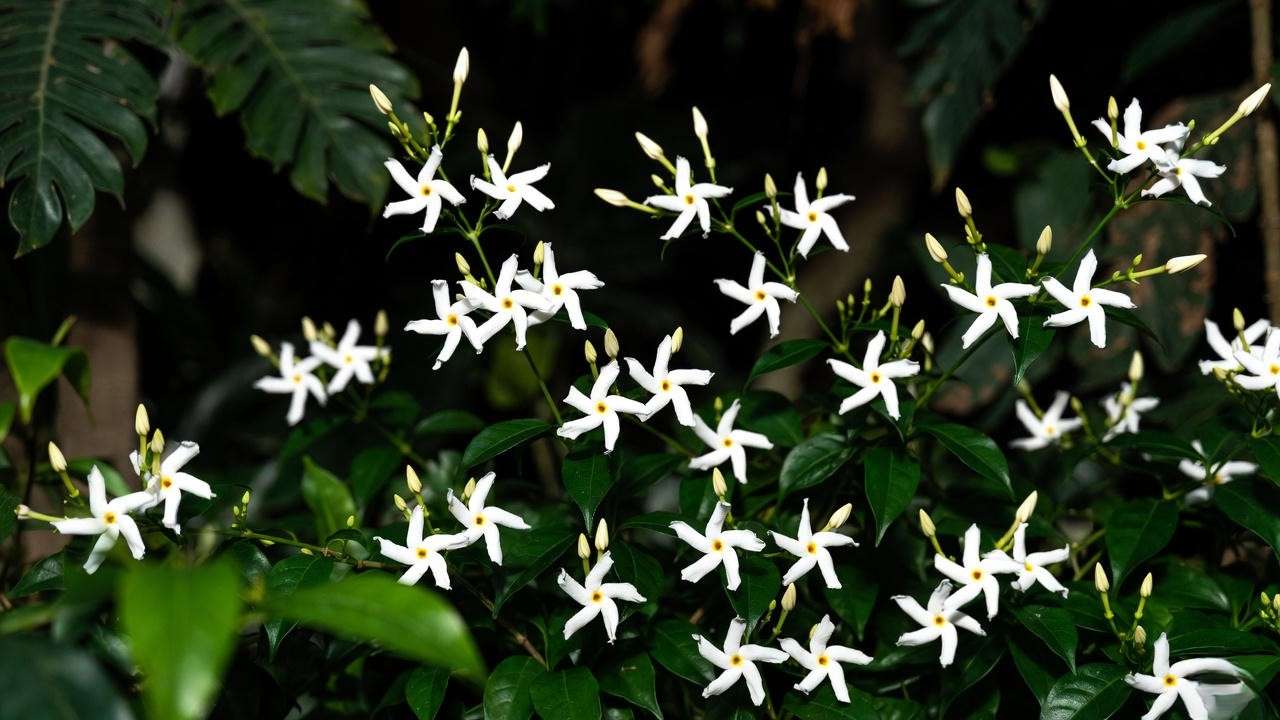 Night Blooming Jasmine Plants: Complete Care Guide