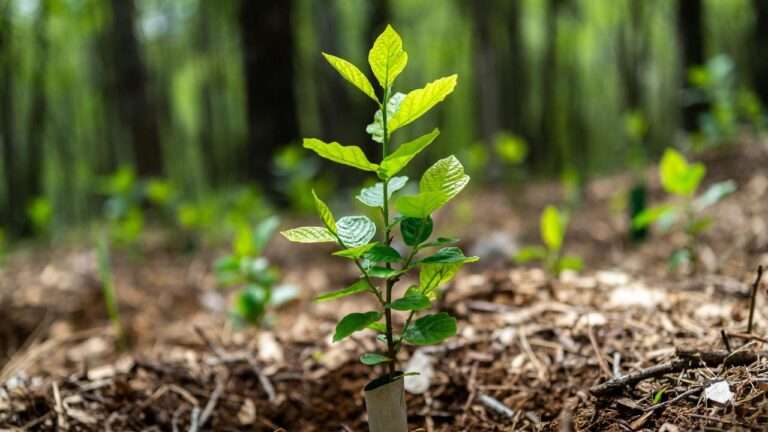 How to Plant & Care for Your Oak Tree Seedling