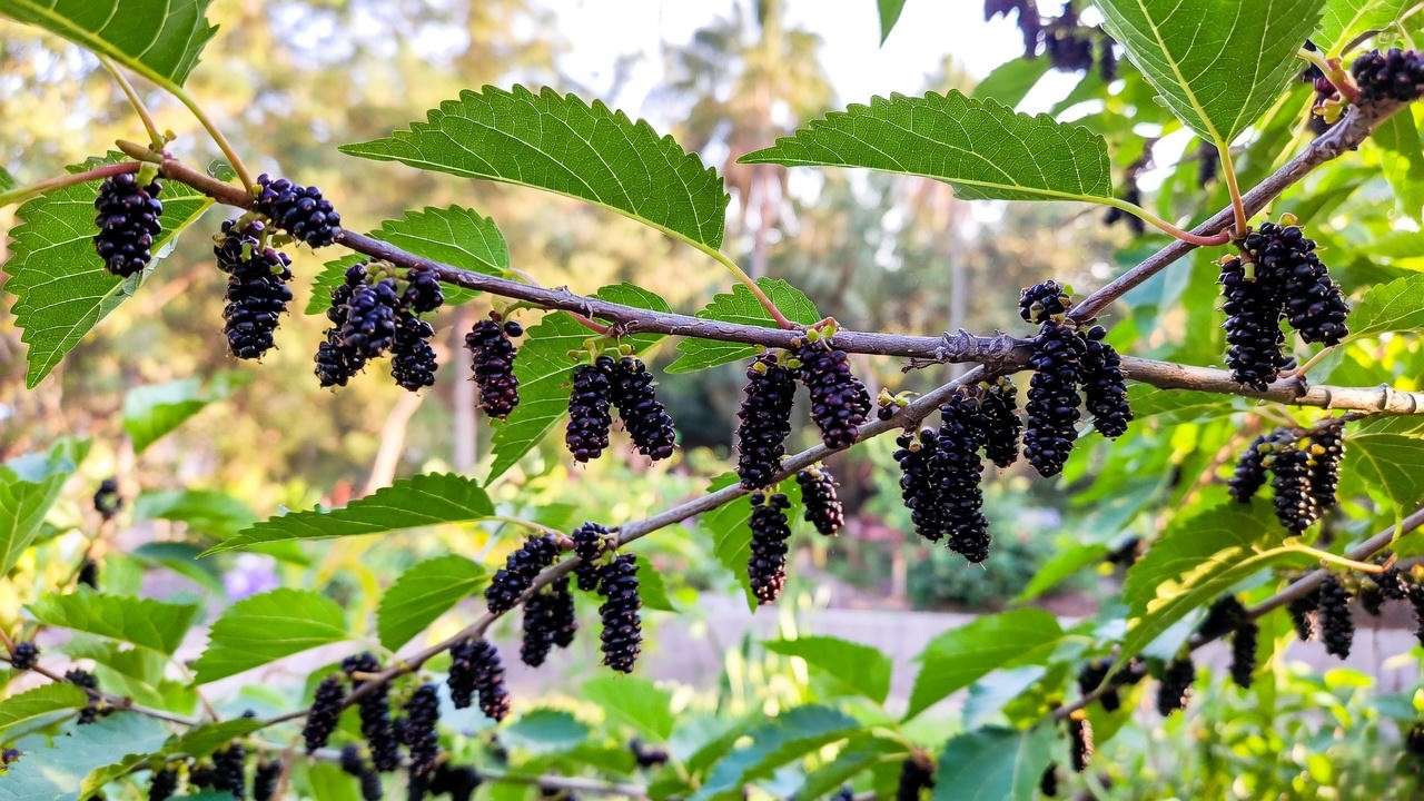 Ultimate Guide to Pakistan Mulberry Plant Care