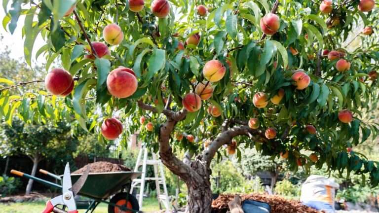 Red Haven Peach Tree: Growing & Care Guide