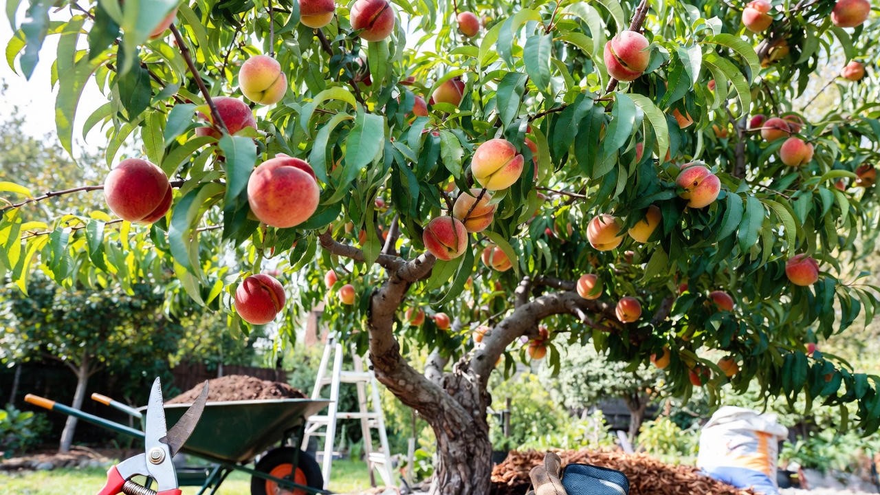 Red Haven Peach Tree: Growing & Care Guide