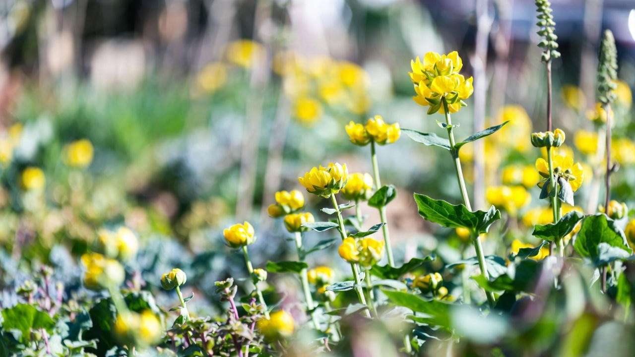 Perennial Plants with Yellow Flowers for Easy Gardens