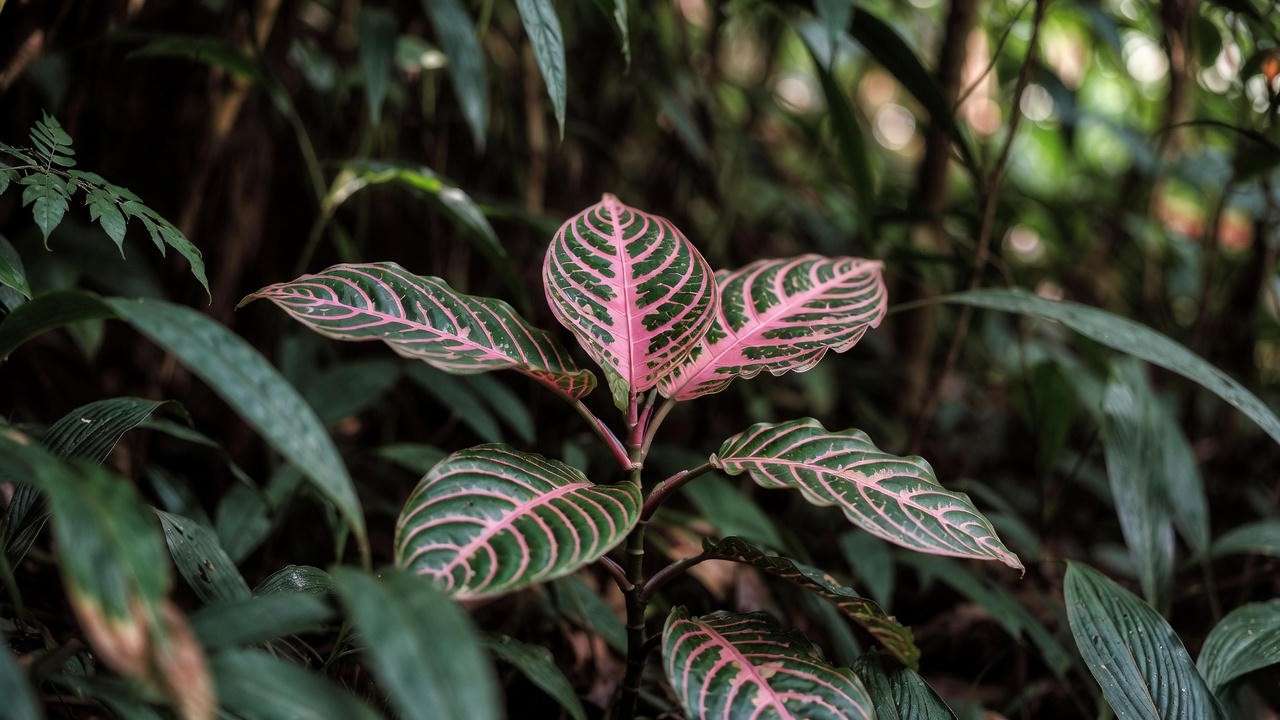 Pink Nerve Plant Care: Ultimate Guide to Thriving Fittonia