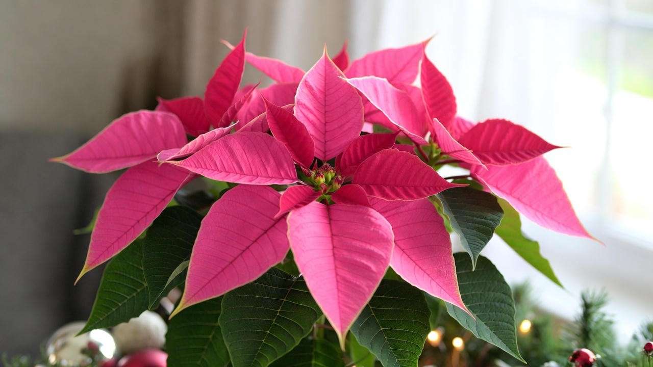 Pink Poinsettia Care Guide: Keep It Thriving All Season
