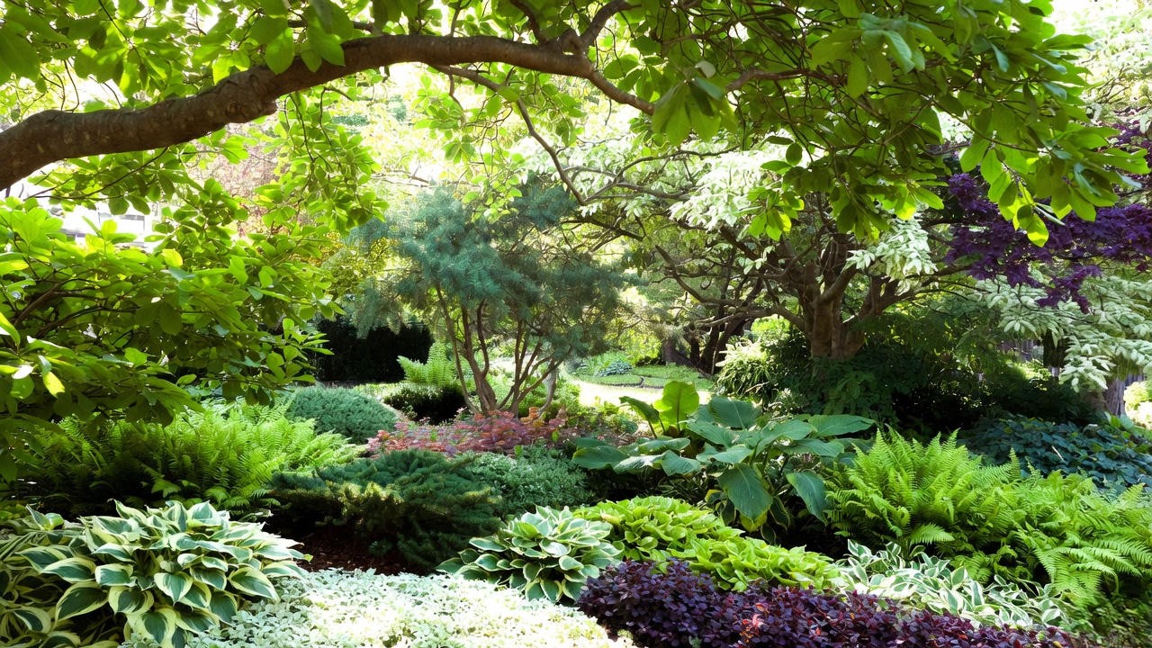 Best Plants for Under Trees: Shade-Loving Oasis