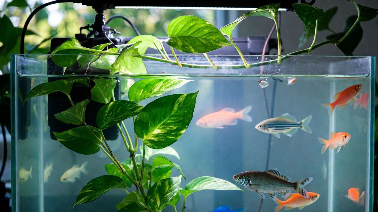 Pothos Plant in Aquarium: Natural Filter for Cleaner Water