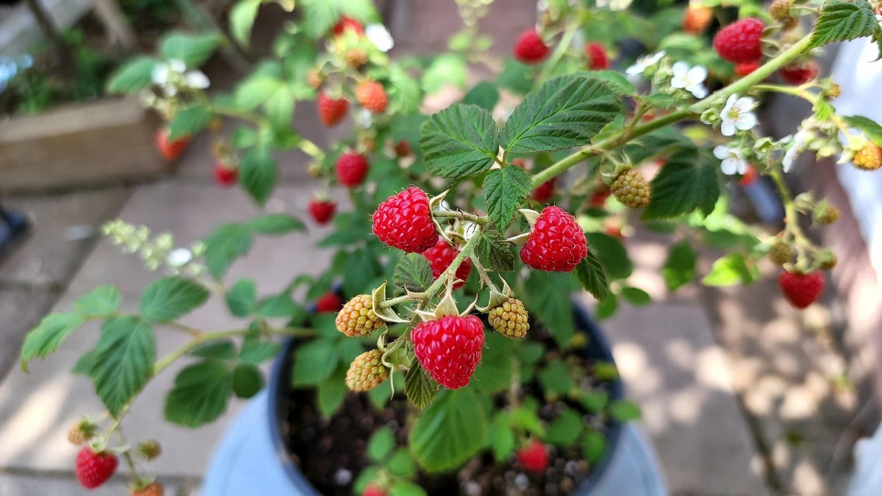 Raspberry Shortcake Plant: Dwarf Thornless Care Guide