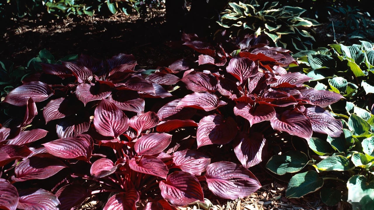 Best Red Hosta Plant Varieties: Growing Guide