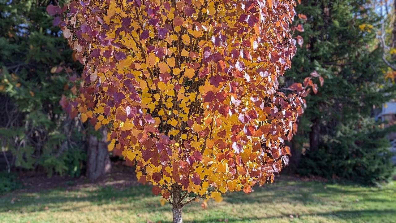 Sienna Glen Maple Tree: Planting & Care Guide
