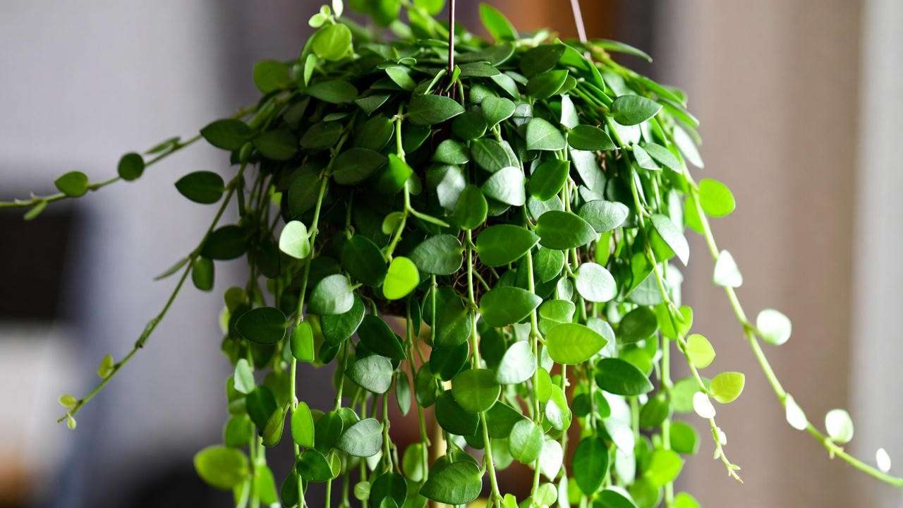 String of Bananas Plant: Ultimate Indoor Care Guide