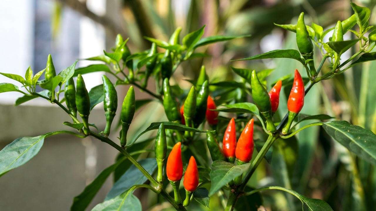 Thai Pepper Plant: Ultimate Growing Guide