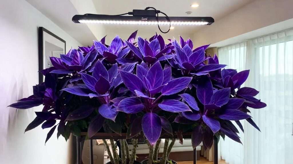 Dragon Tongue Plant Care: Grow Stunning Dragon Tongue Plant