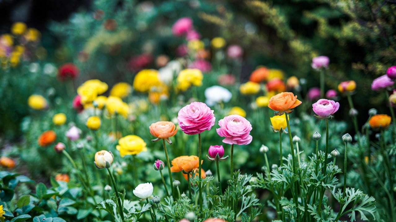 When to Plant Ranunculus Bulbs 2025-2026 by Zone + Tips