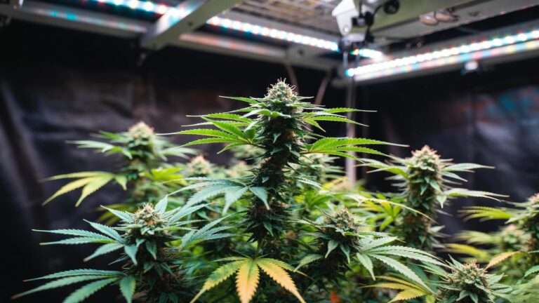 When to Top Weed Plants: Timing for Bigger Yields