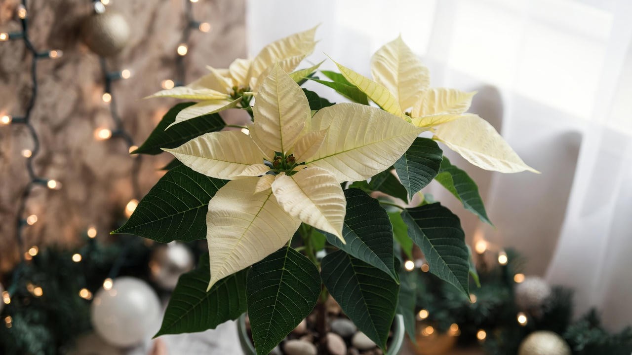 White Poinsettia Plant Care: Keep Yours Thriving