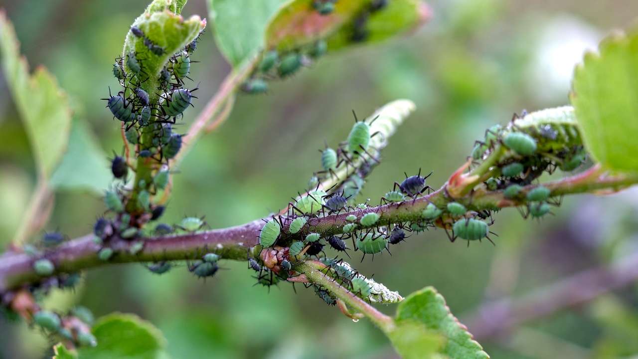 Common Fruit Tree Pests and Pruning Solutions