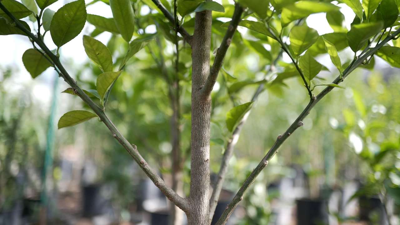Training Young Citrus Trees: Essential Guide