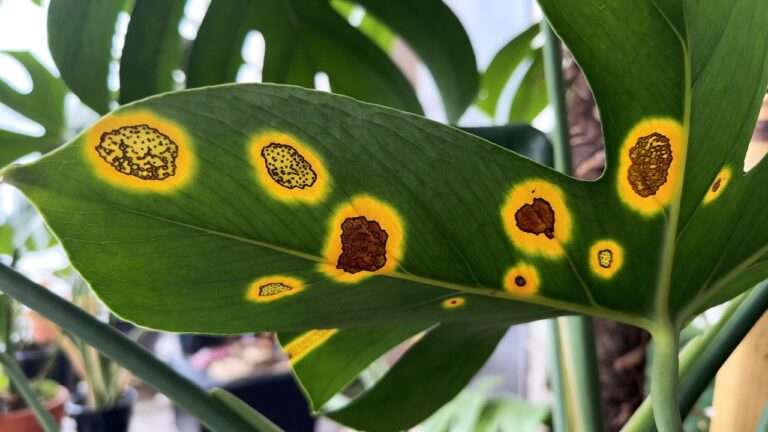 Leaf Spot Diseases on Houseplants: ID & Treatment Guide