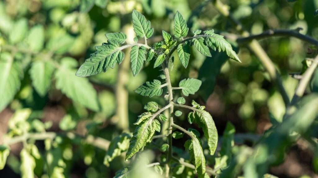 Signs of Bacterial Wilt in Vegetables: Early Detection Guide