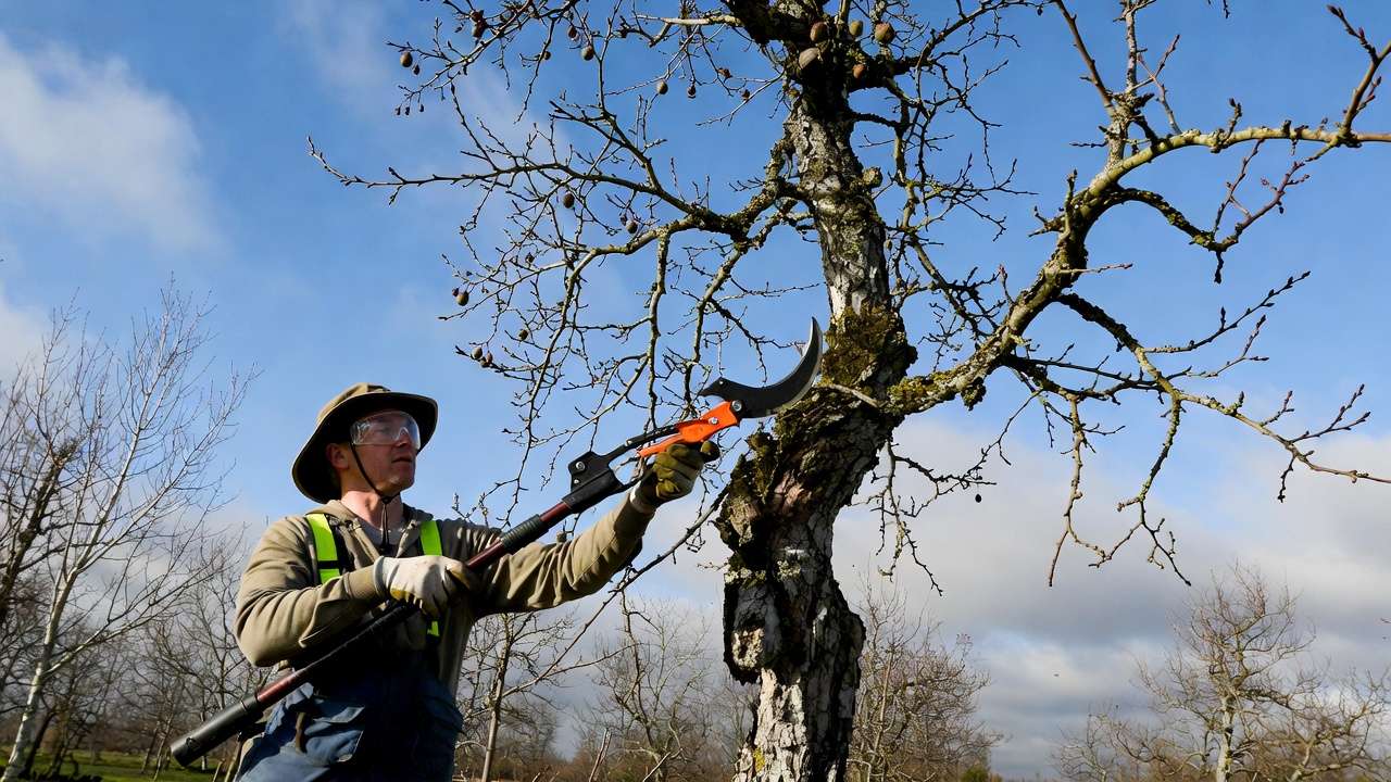 Pruning Old Apple Trees for Rejuvenation: Step-by-Step Guide