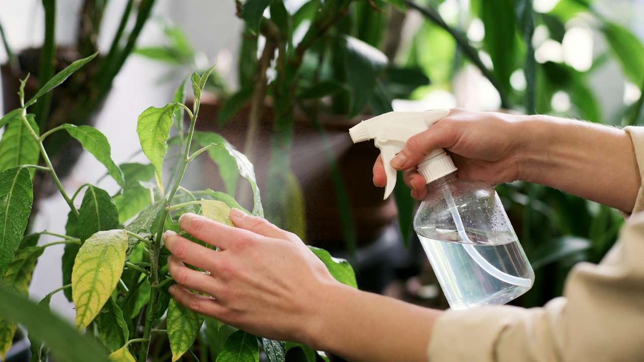 Yellowing Leaves: Disease or Deficiency? Fix Fast