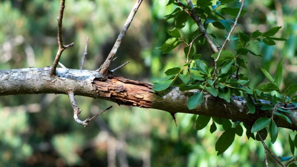 Safely Removing Dead or Diseased Limbs from Trees Guide