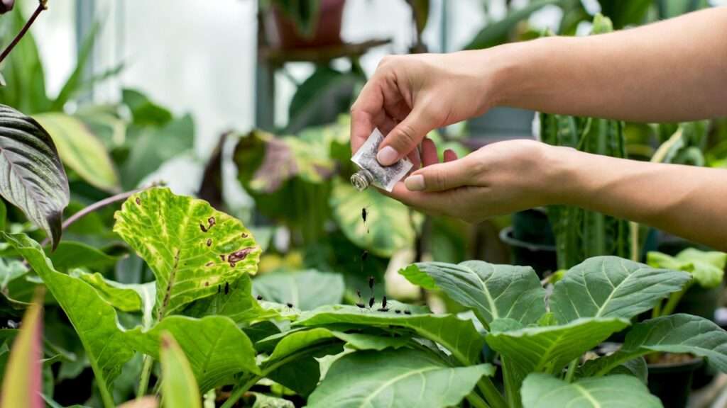 Predatory Mites for Spider Mite Control: Natural Plant Rescue