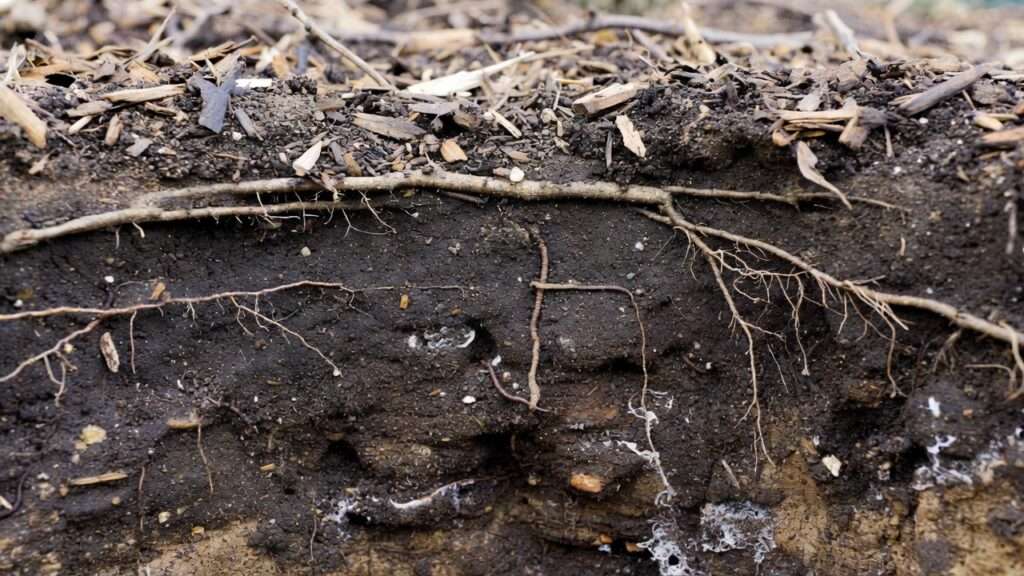 Improving Tree Growth with Mulch Rings – Double Growth Naturally