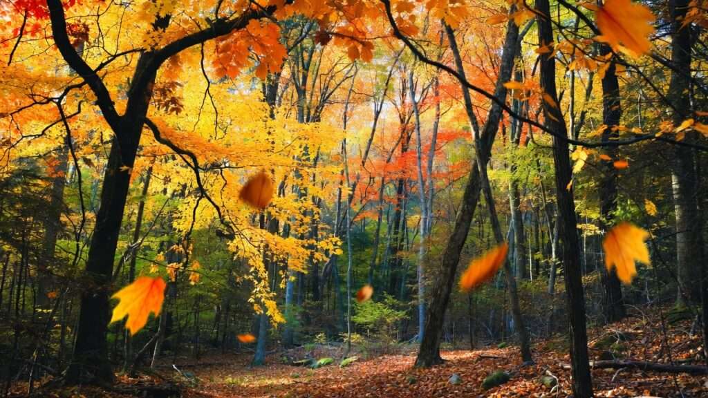 Leaf Drop Timing and What It Means – Normal vs Early