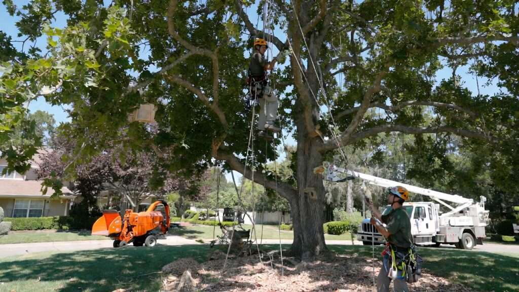 DIY vs. Professional Tree Trimming: Which Is Best?