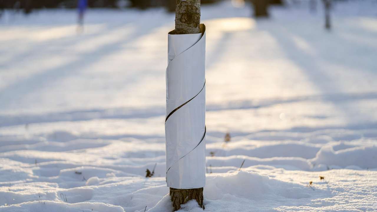 Winterizing Young Trees: Protect from Cold & Damage
