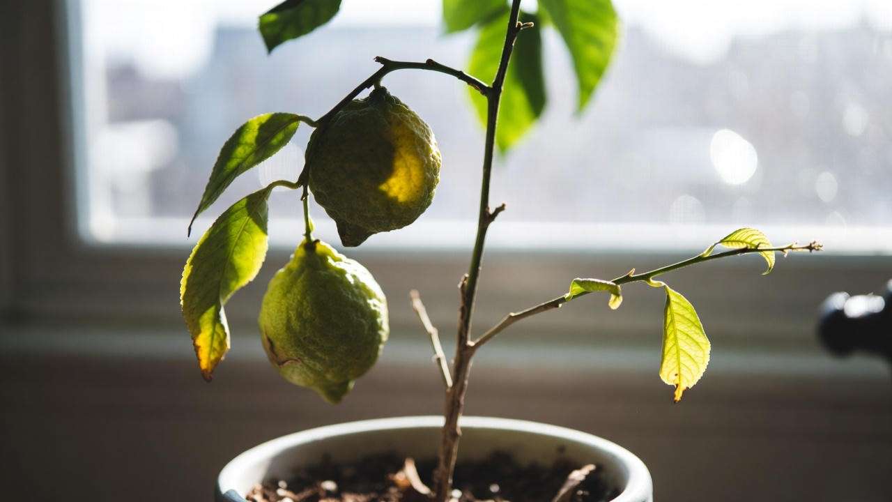 Best Grow Lamp for Lemon Tree: 2026 Recommendations