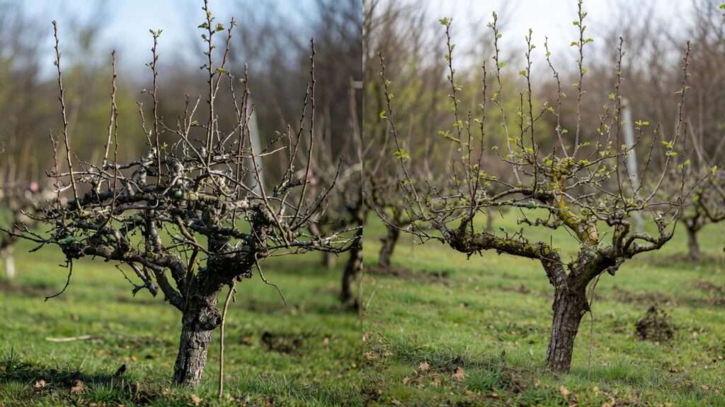 Best Way to Prune Apple Trees for Bigger Fruit 2026