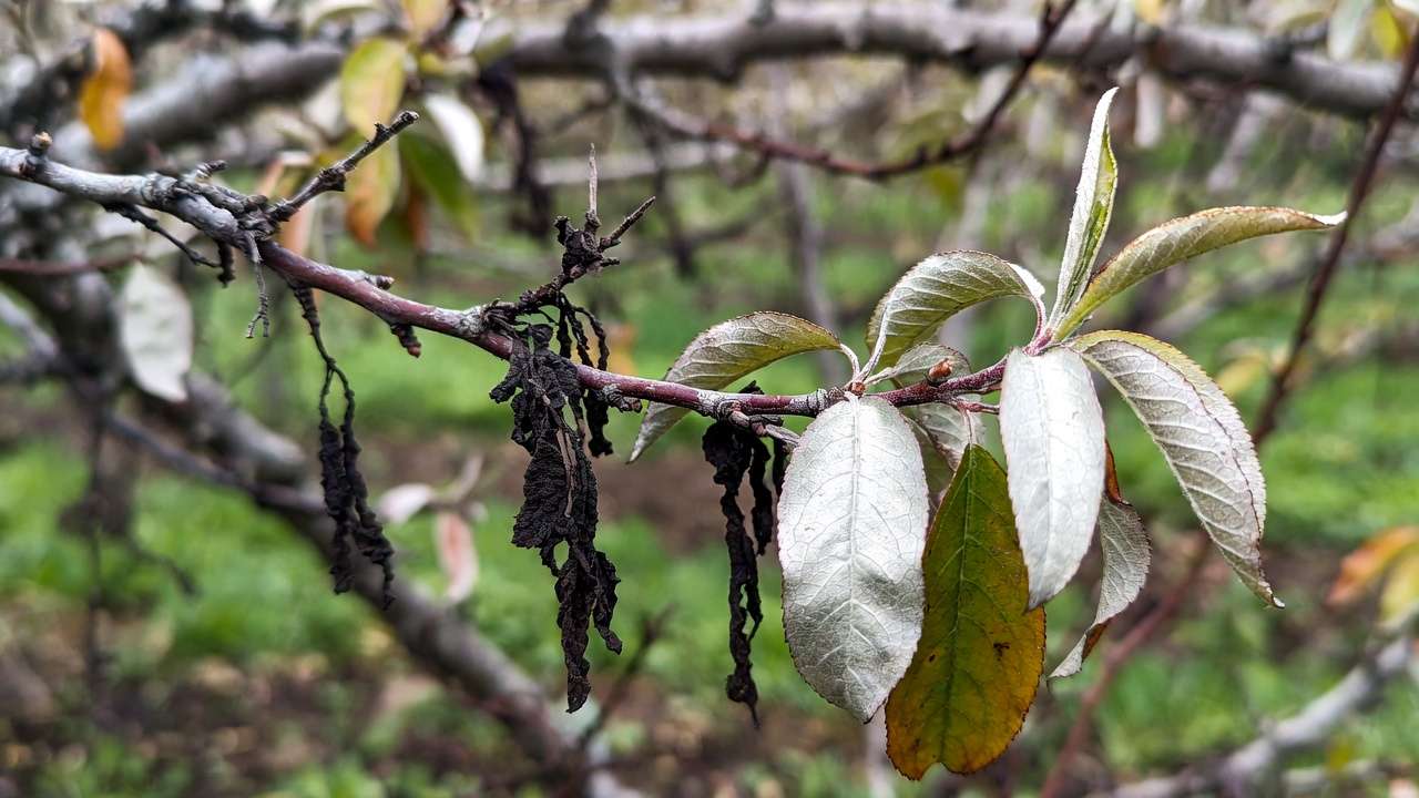 Late-Season Pruning Risks for Fruit Trees – Avoid Mistakes