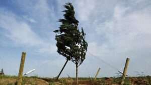 How to Stake a Newly Planted Tree (And When to Skip It)