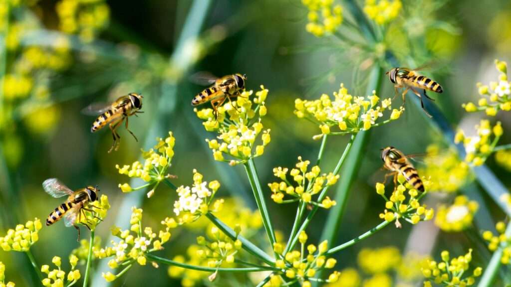How to Attract Hoverflies to Your Garden Naturally