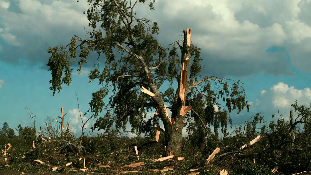 Storm Damage Pruning Solutions After Severe Storms