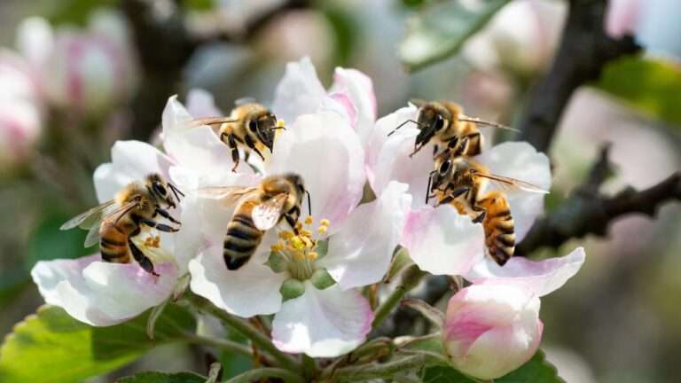 Pollination Tips for Orchard Trees: Boost Yields Naturally