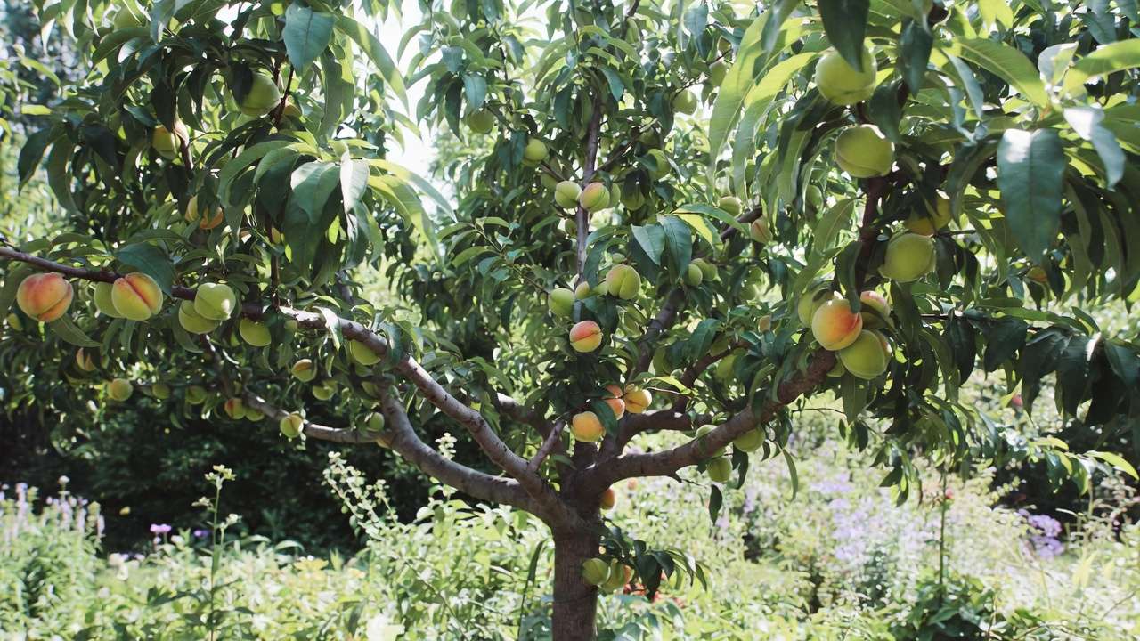 Open-Center Pruning Method for Stone Fruits Guide