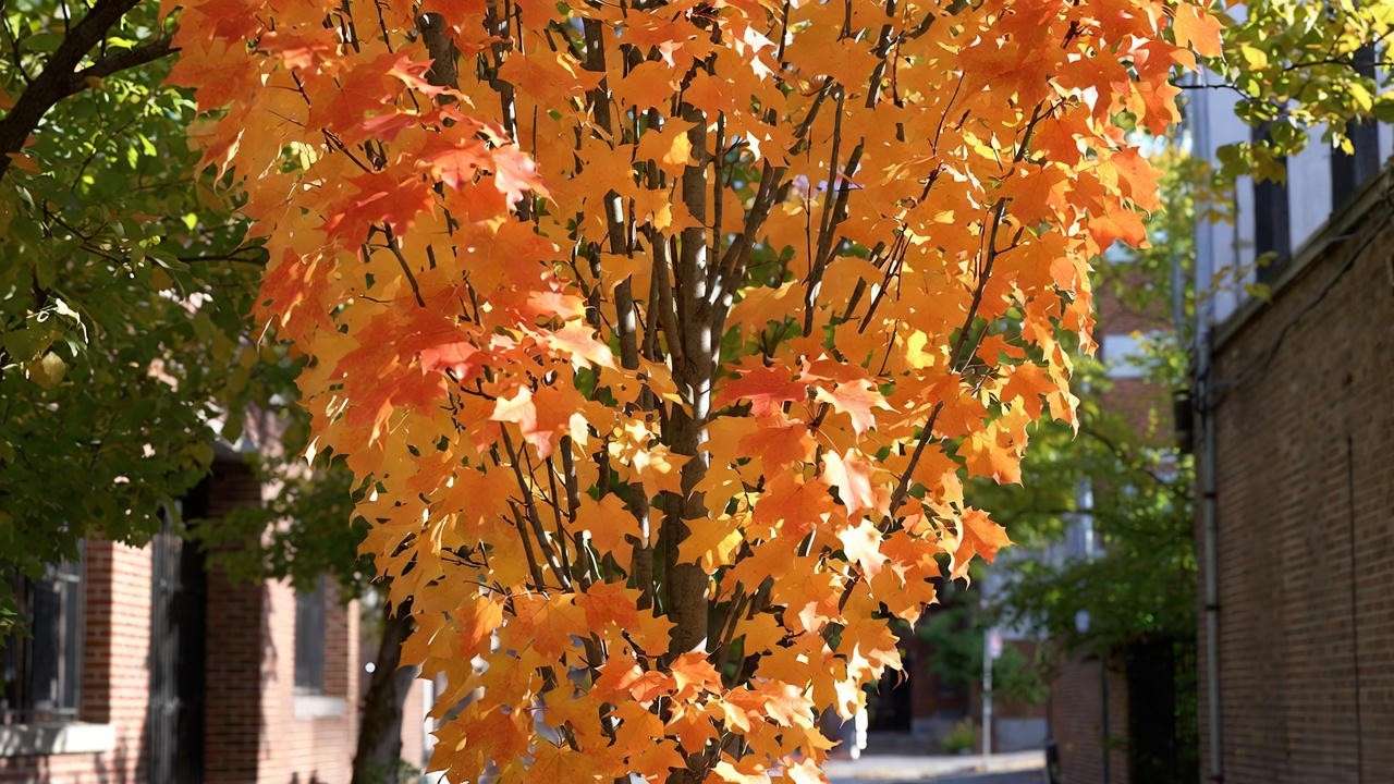 Armstrong Maple Tree: Care Guide for Narrow Spaces